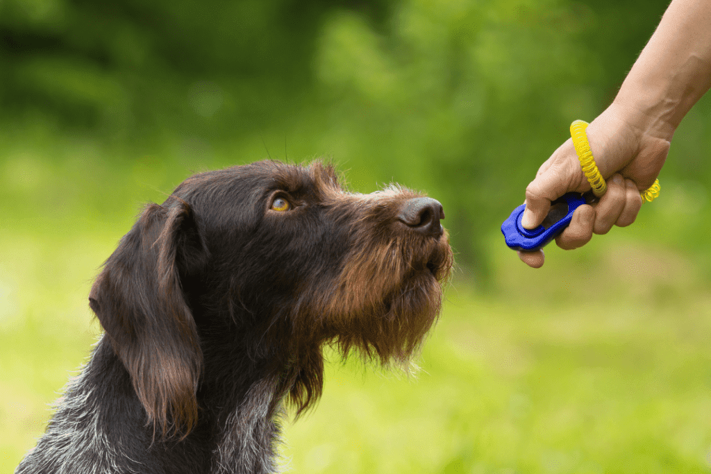 11 Types of Dog Training (Learn them all!) | CRT K9